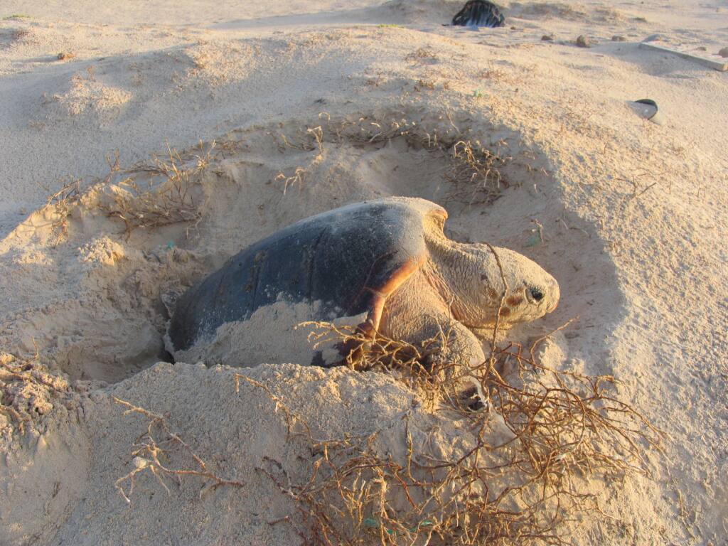SAVING ONE MILLION TURTLES WORLDWIDE: LAUNCH OF NEW GLOBAL TUI TURTLE ...